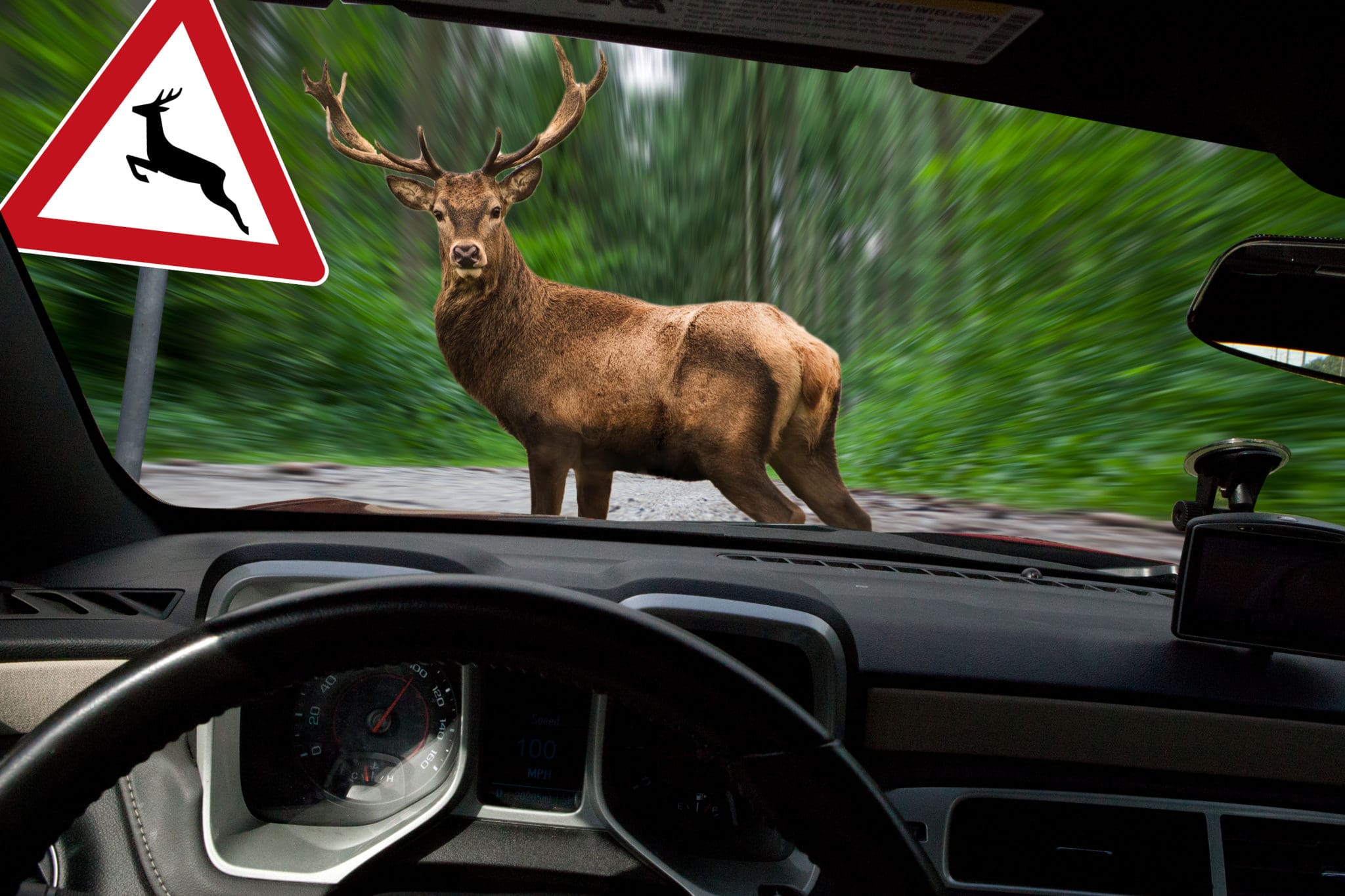 What To Do If You've Hit a Deer - Malloy Law